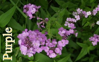 Purple – Wildflowers of Wisconsin
